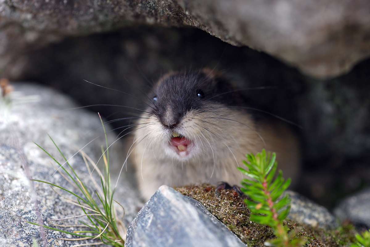 Lemen - DigitaltMuseum