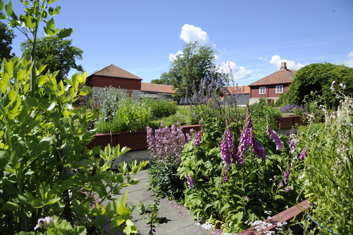 Urtehagen på Domkirkeodden,, Hedmarksmuseet, Hamar. Blomster ...