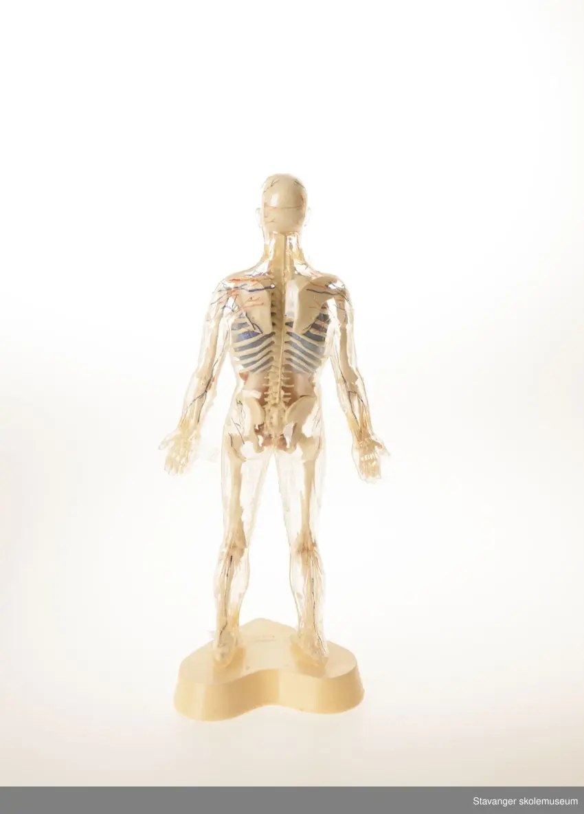 Anatomisk modell - Stavanger skolemuseum / DigitaltMuseum