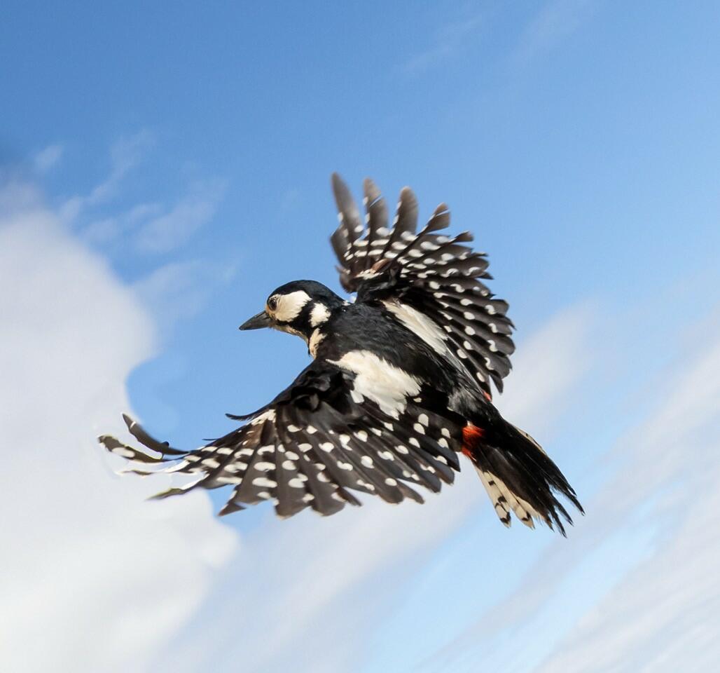 Flaggspett - Asker museum