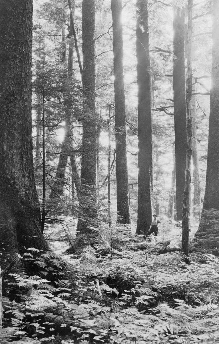 Blandingsskog av treslagene sitkagran (Picea sithensis) og ...