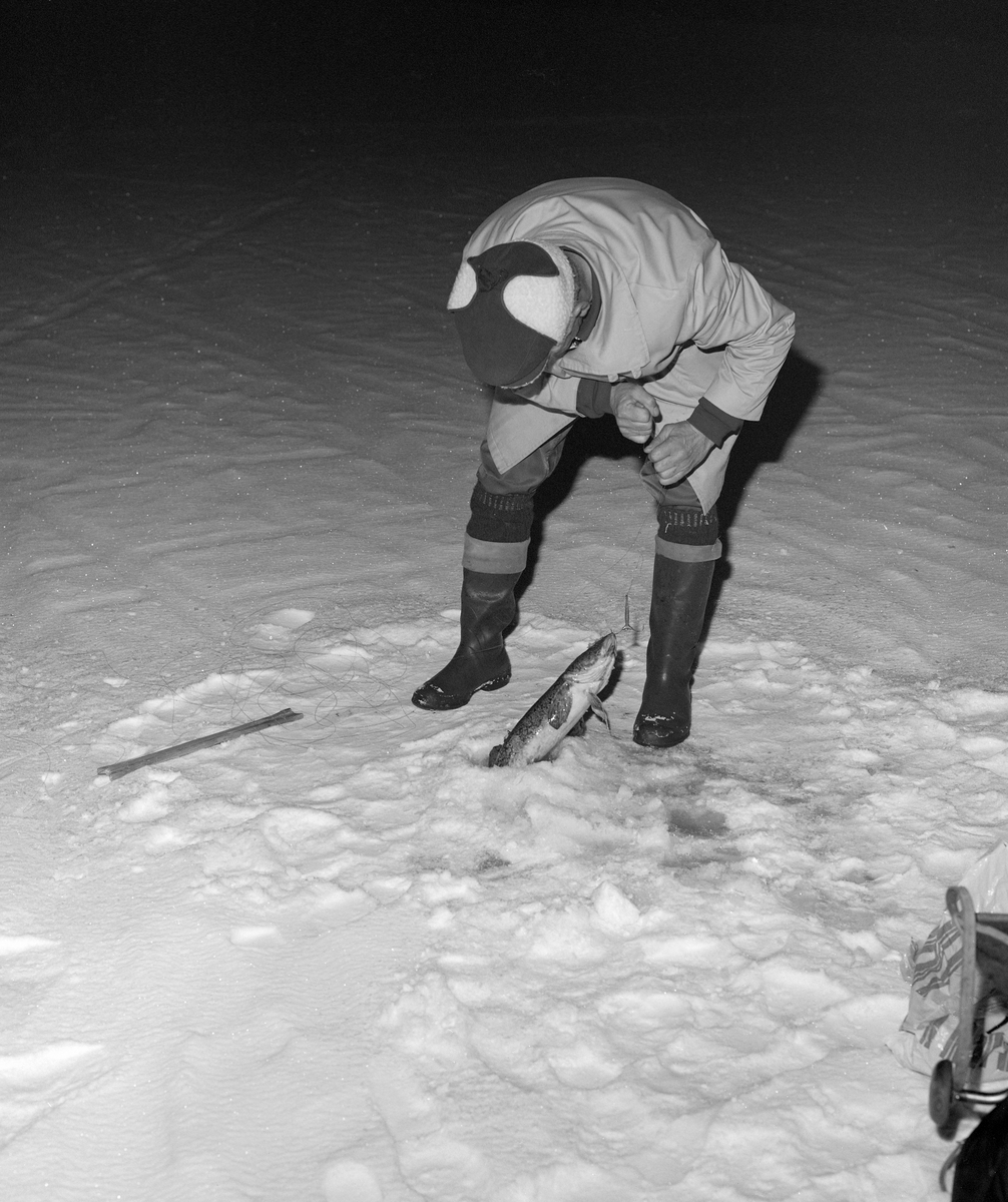 Ole Birkely fra Brumunddal fisker lake under isen i Furnesfjorden i ...