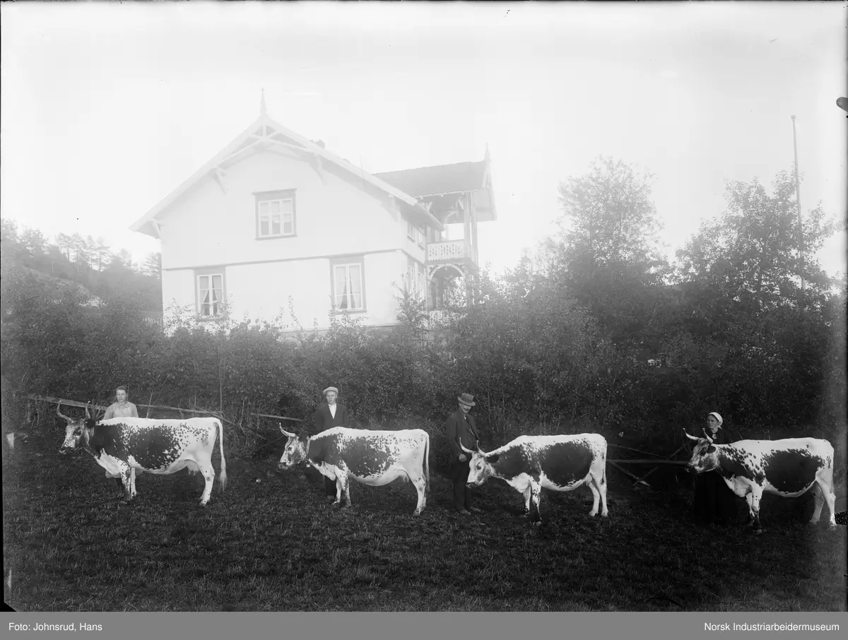 Fire kyr på en rekke på et jorde foran et hus. Det står en person ved ...