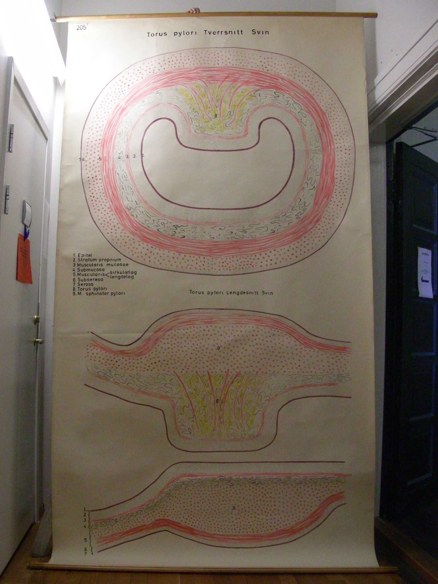Anatomisk plansje - Vitenparken Campus Ås / DigitaltMuseum