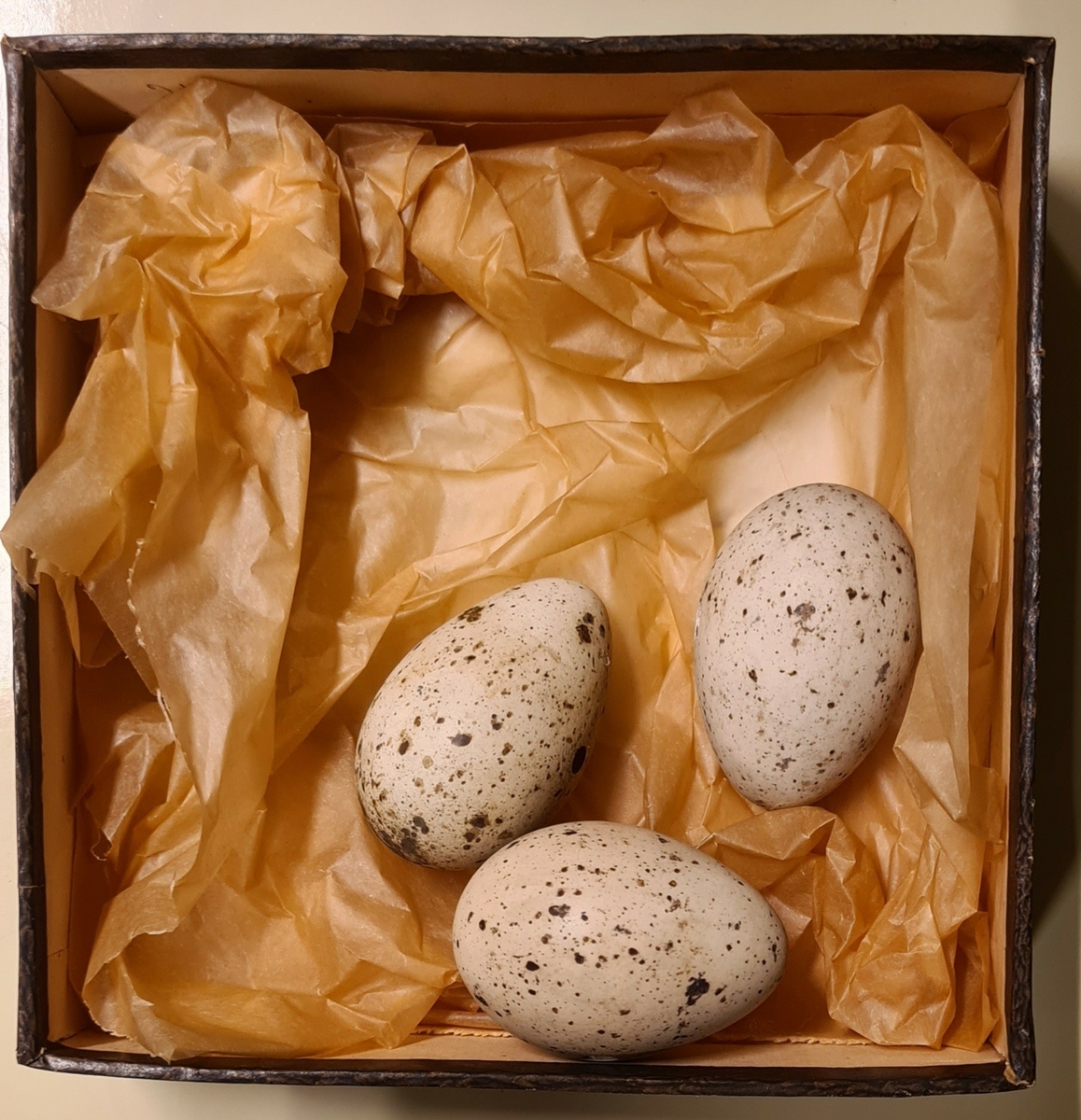 ÄGG - Vänersborgs museum / DigitaltMuseum