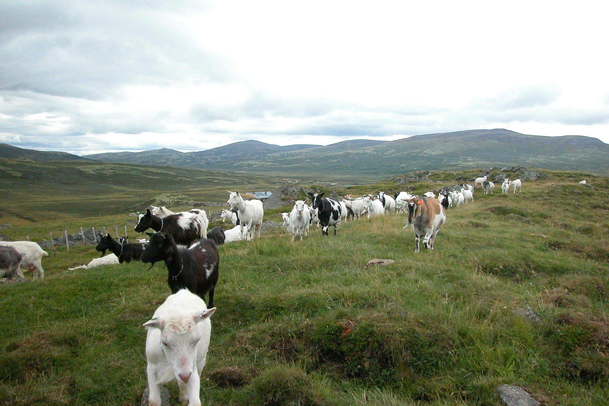 Geiter på beite, Småbakkan, Einunndalen, Folldal - Anno Musea i Nord ...