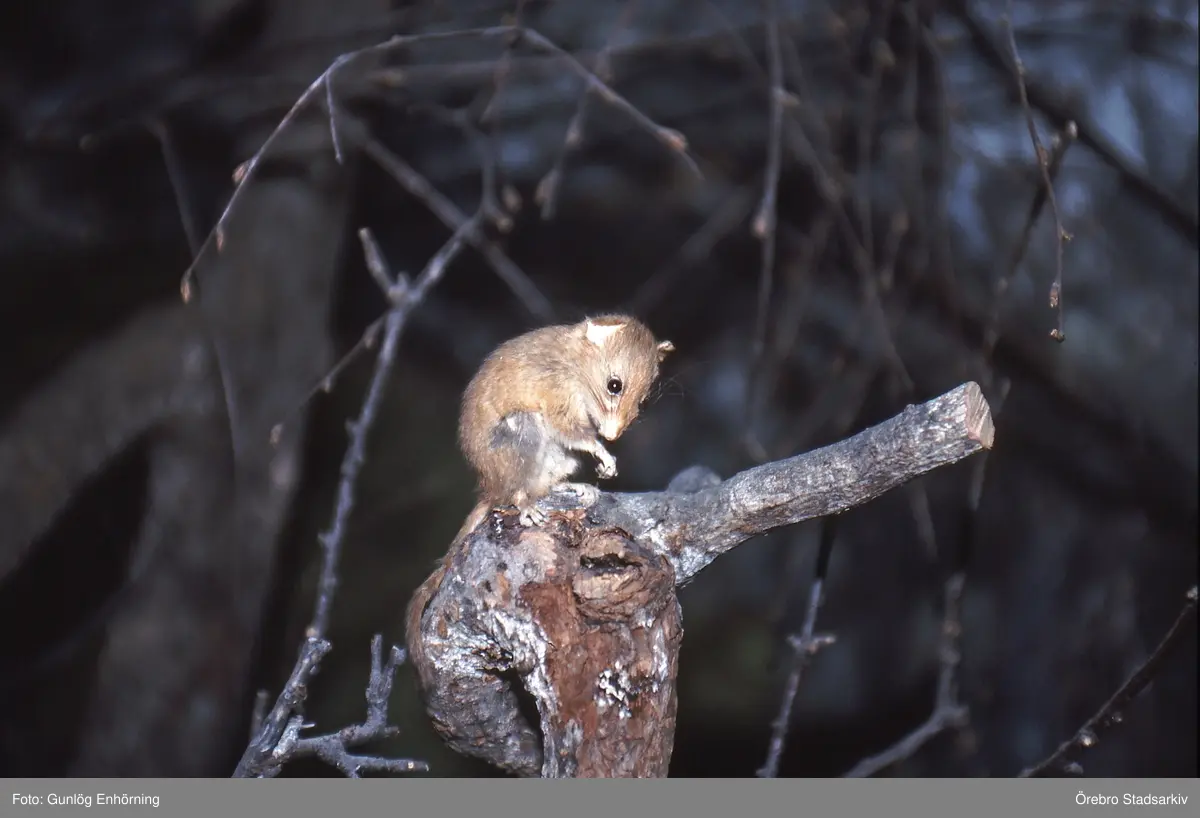 Hasselmus på Biologiska museet, 1990 - Örebro Stadsarkiv / DigitaltMuseum