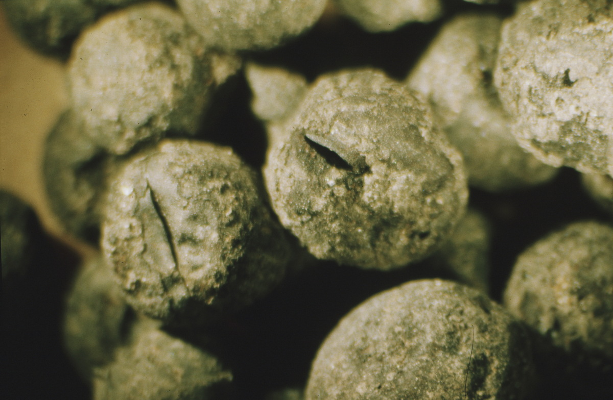 Tusenårsstedet, korn og erter frå Skagen 3, 1968 - Arkeologisk museum ...