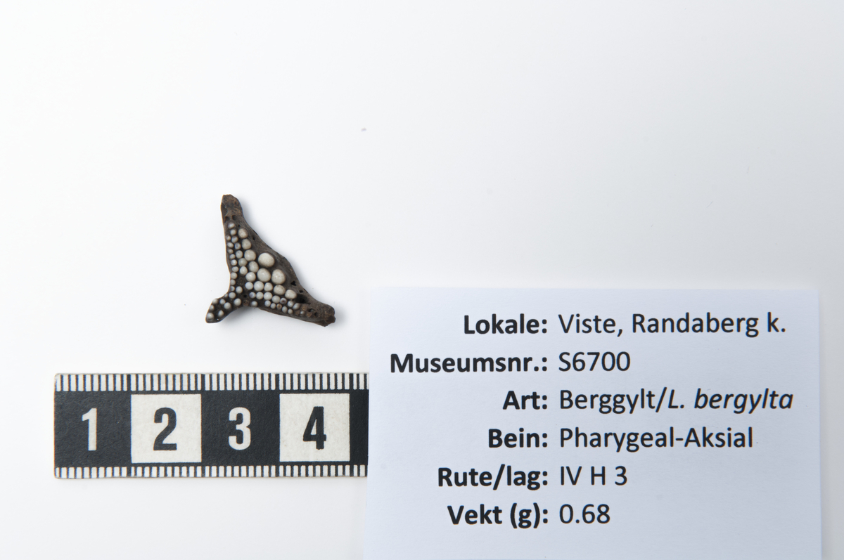 Bein fra berggylt fra Viste. - Arkeologisk museum, Universitetet i ...