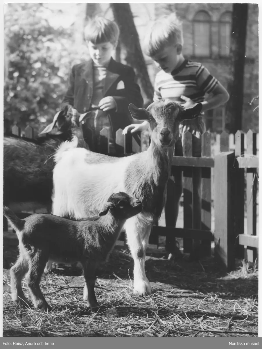 Stockholm. Barn på Skansen hälsar på getterna. - Nordiska museet ...