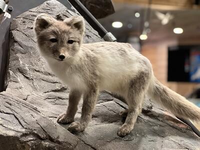 Svalbard’s fauna - Svalbard Museum