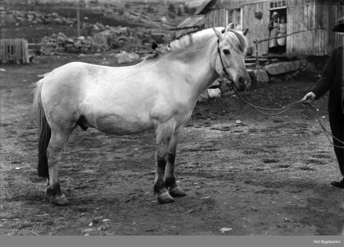 Hestemønstring, fjordhest, mann, kvardagsklede, fjording, - Hol ...