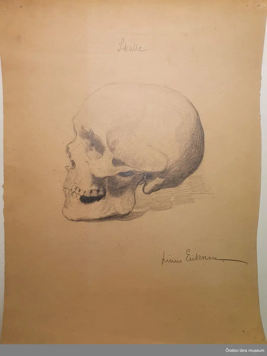 Skalle [Anatomistudie] - Örebro läns museum / DigitaltMuseum