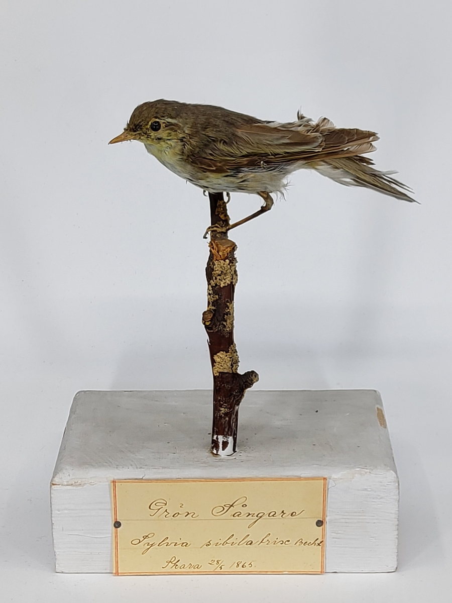 Fågel - Västergötlands museum / DigitaltMuseum