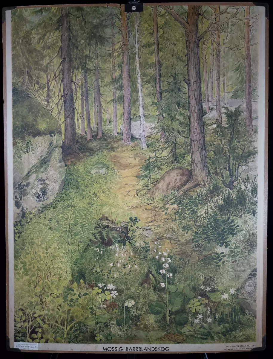 Plansch - Gotlands Museum / DigitaltMuseum