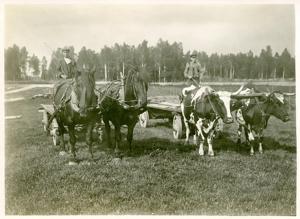 Hästar och oxar med vagnar, Grödinge - Stockholms läns ...