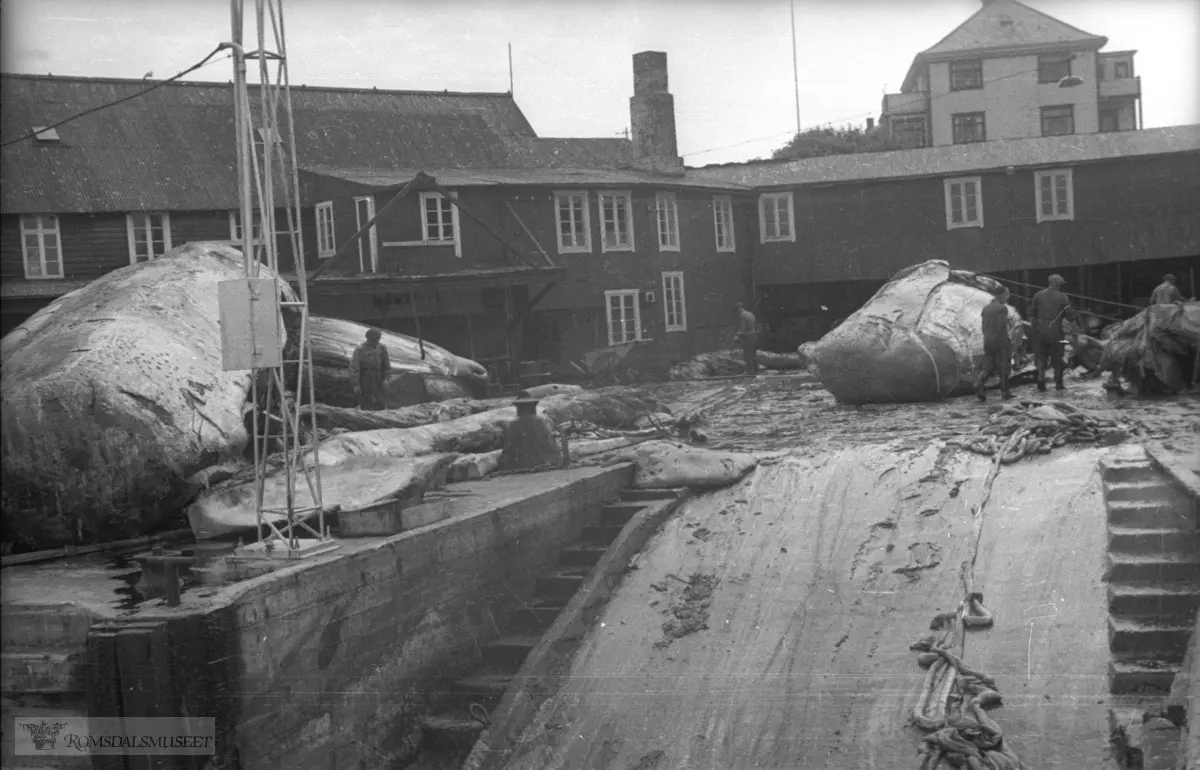 Flensing på kvalstasjonen..Kvalslippen..Huset til Sæbjørn Sæbjørnsen ...