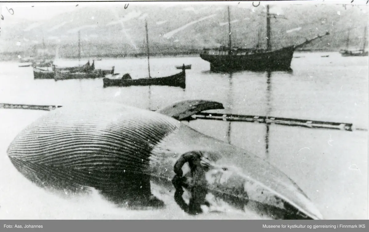 En strandet hval, seilbåter fortøyd utpå - Museene for kystkultur og ...