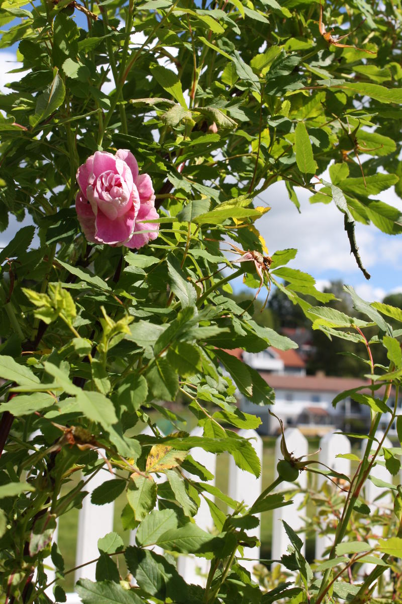Historiske roser - Kvinnemuseet