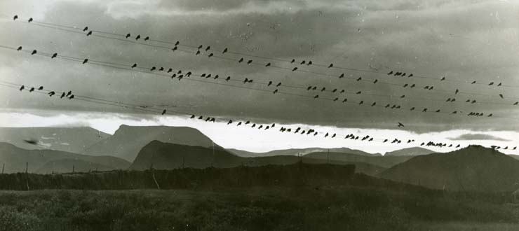 Flygande svalor och många svalor sittande på ledningar över en ...