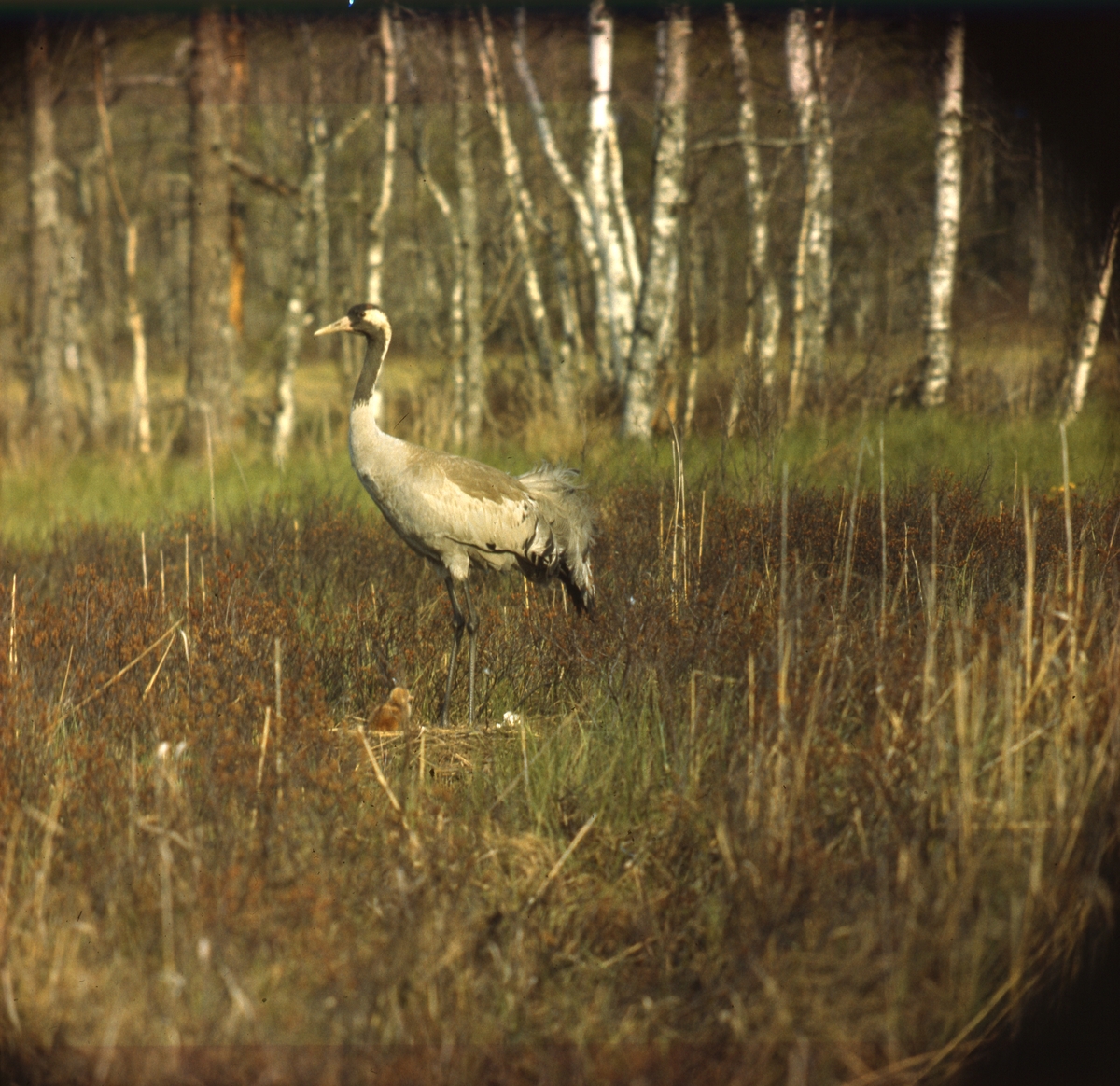 En trana står i sitt bo och vaktar en unge. - Hälsinglands Museum ...