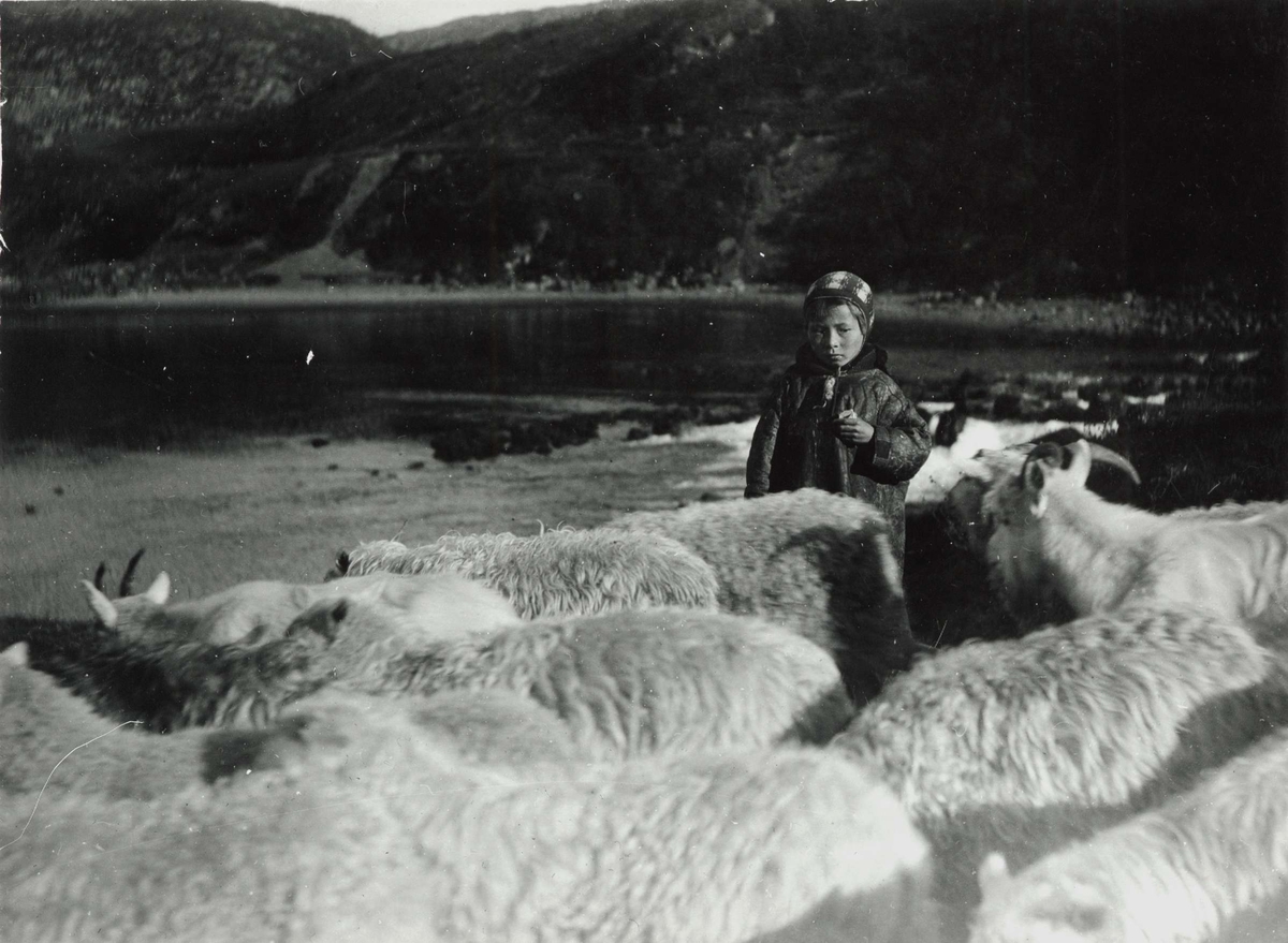 Pike i samisk drakt, Valborg, i saue/geiteflokk ved Laksefjorden ...