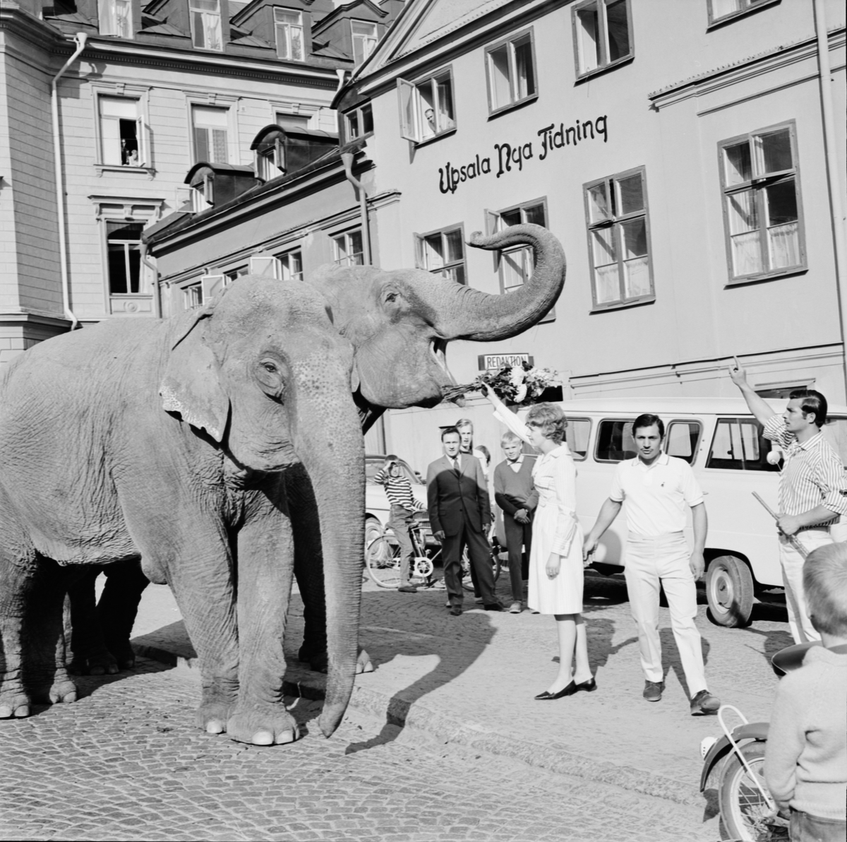 "Cirkus i stan" - elefanter på Gamla Torget, Uppsala maj 1964 ...