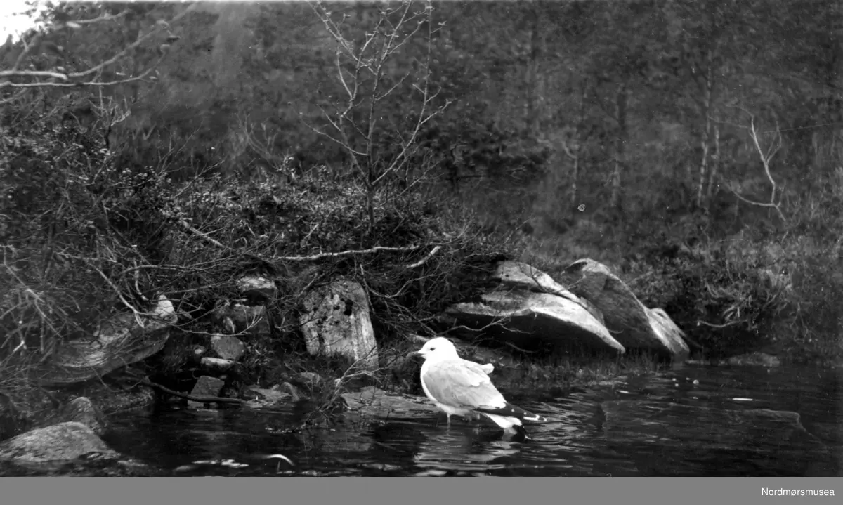 Et flott naturbilde av en ensom fugl ute på vandring, ved vannkanten på en ukjent plass i Møre ...