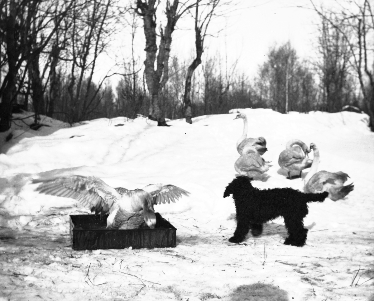 Furuviks djurpark. Hund och fåglar i snön - Länsmuseet Gävleborg ...