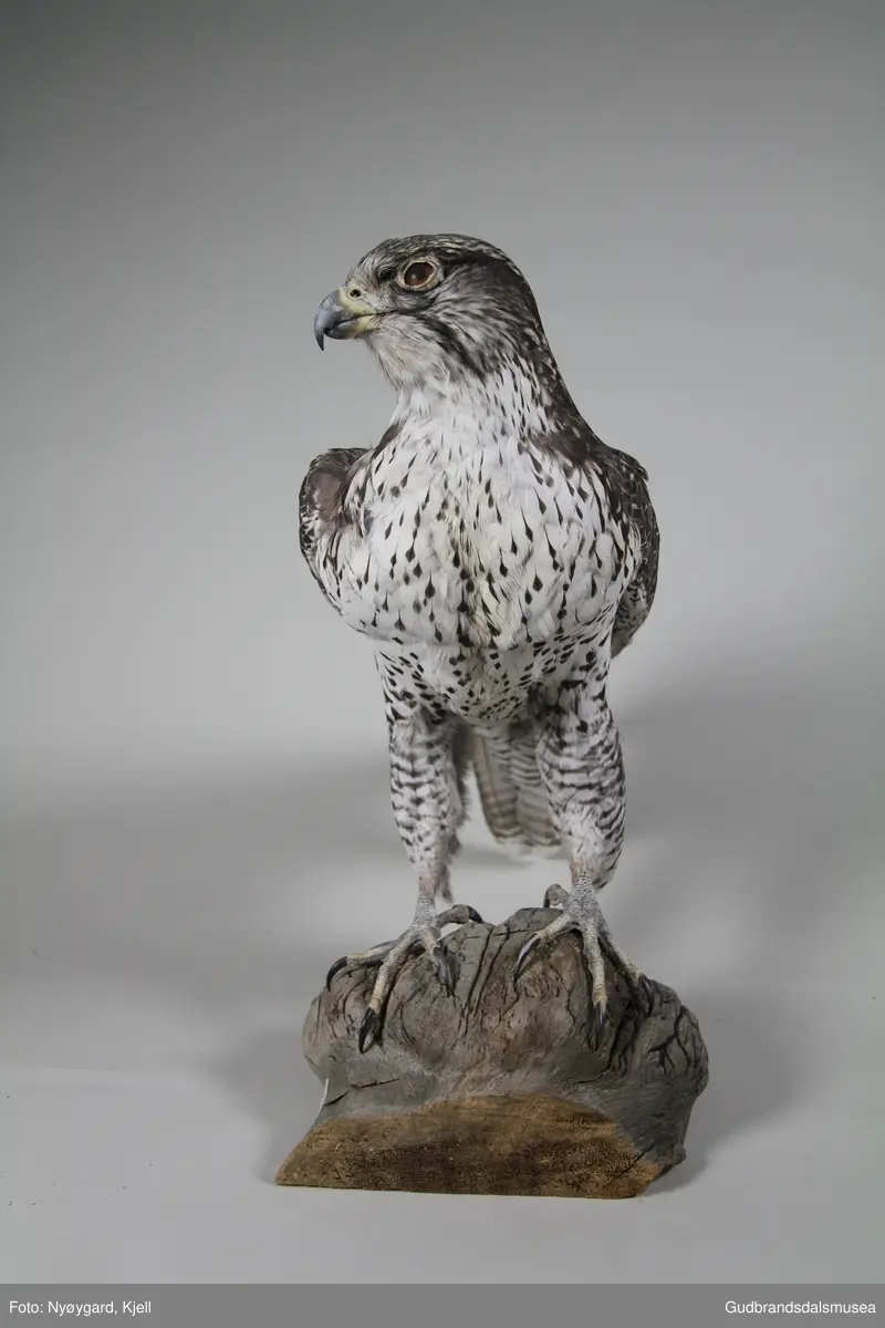 Jaktfalk - Gudbrandsdalsmusea / DigitaltMuseum