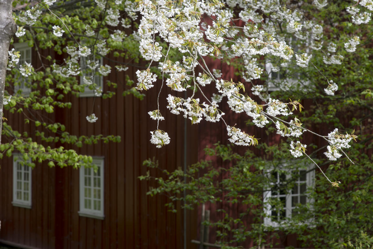 Norsk Folkemuseum - Norsk Folkemuseum