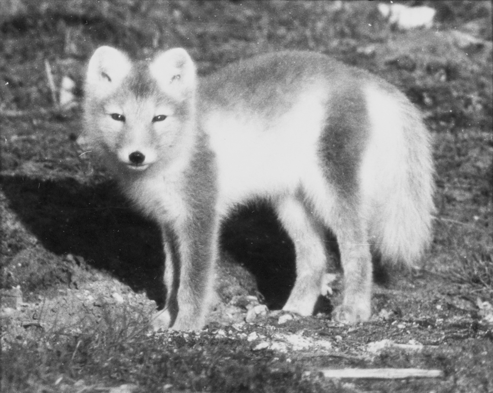 Og det ble lys - Helgeland Museum / DigitaltMuseum