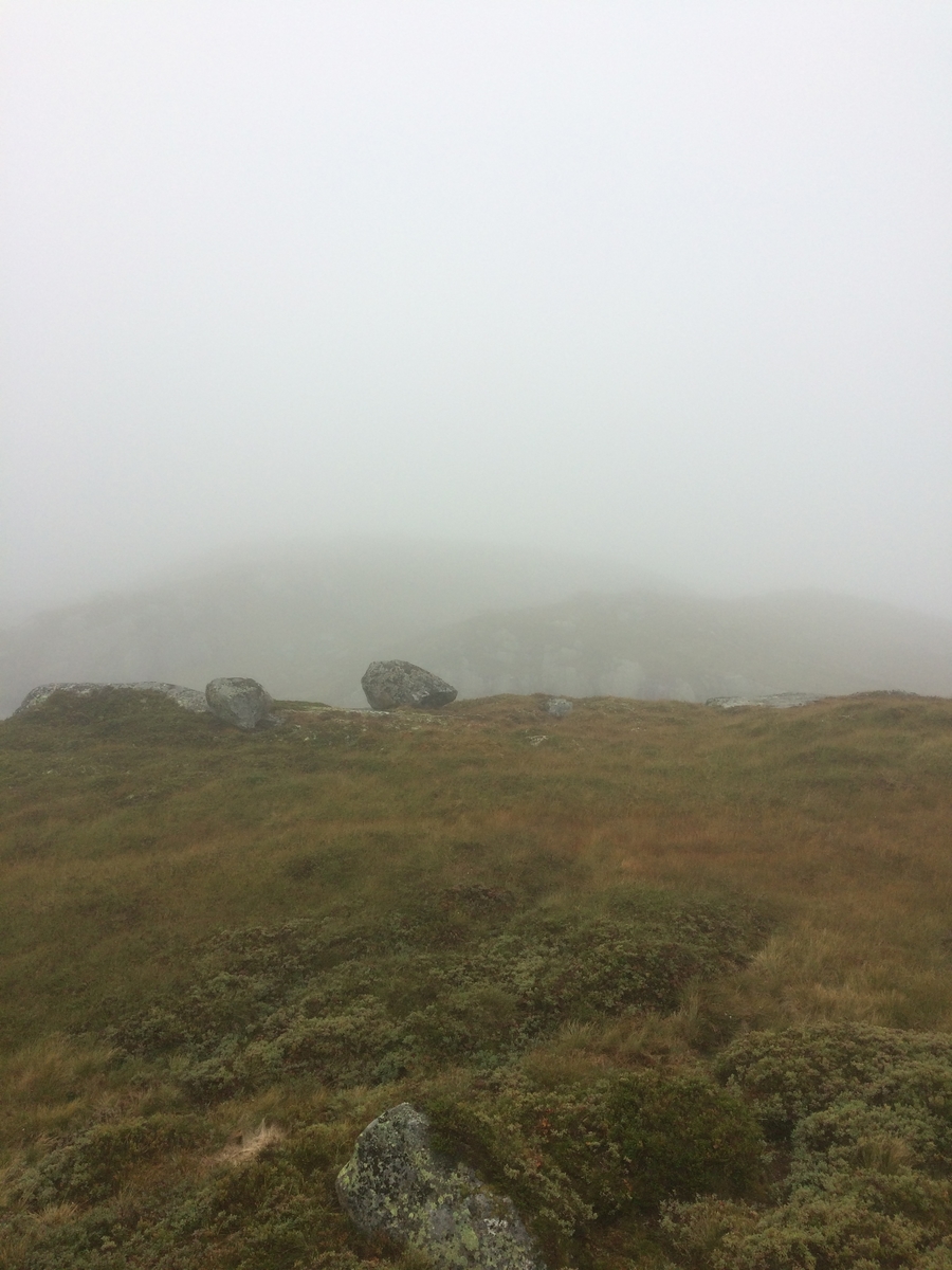 Samling av sauer frå heia. 5000 sauer blir samla ved Flåtå ved ...