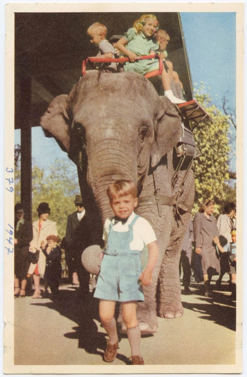 Vykort med motiv från Skansen. Barn som rider på elefanten Bambina ...