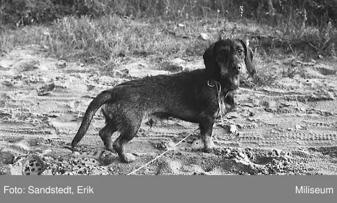 Hund, tax. - Miliseum / DigitaltMuseum