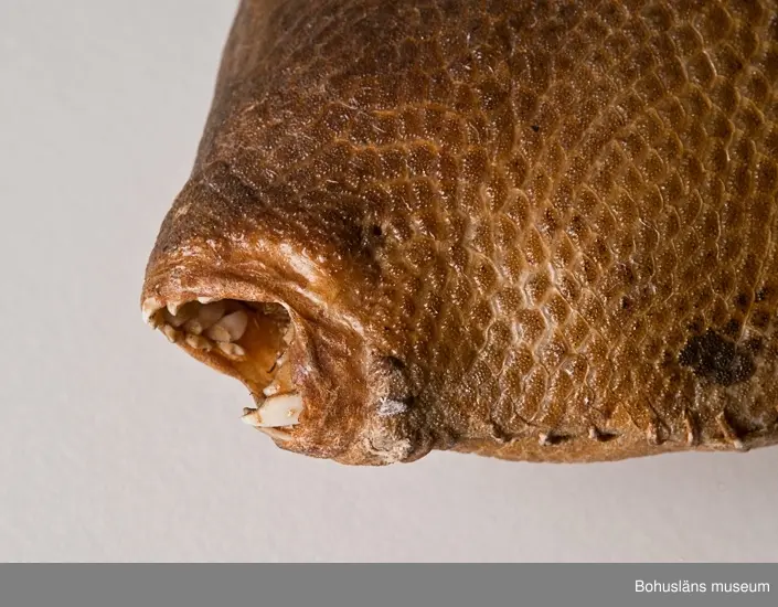 Fläckig filfisk - Bohusläns museum / DigitaltMuseum