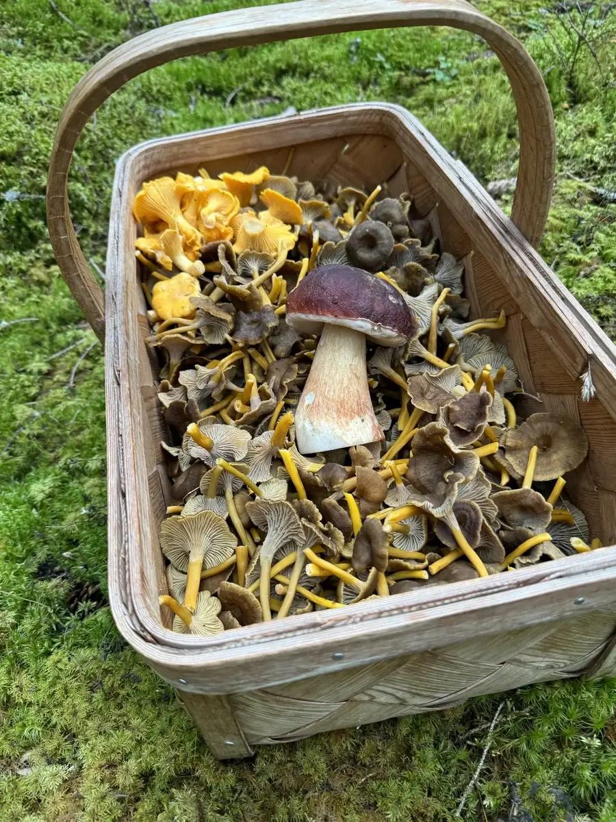 Samtaleaften: Sopp – spennende og godt! - Besøkssenter våtmark Nordre ...